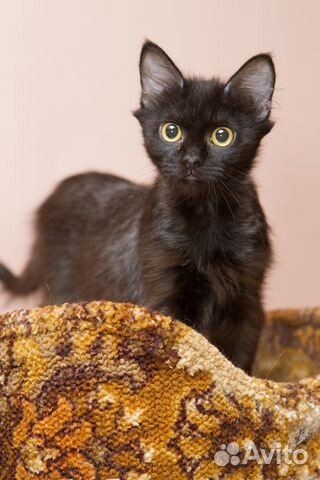Котёнок 6 мес (окрас чёрный дым) в дар