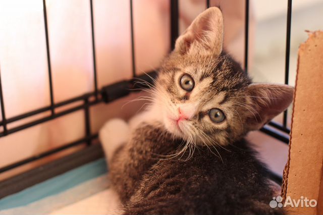 Кошечка Триша