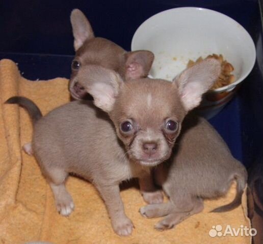 Чишка малышка Эмили