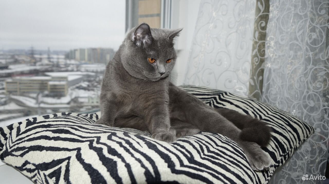 Вязка (Случка) Британец