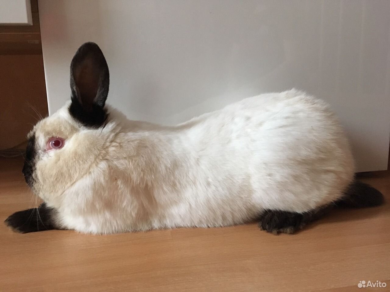 Кролики калифорнийские