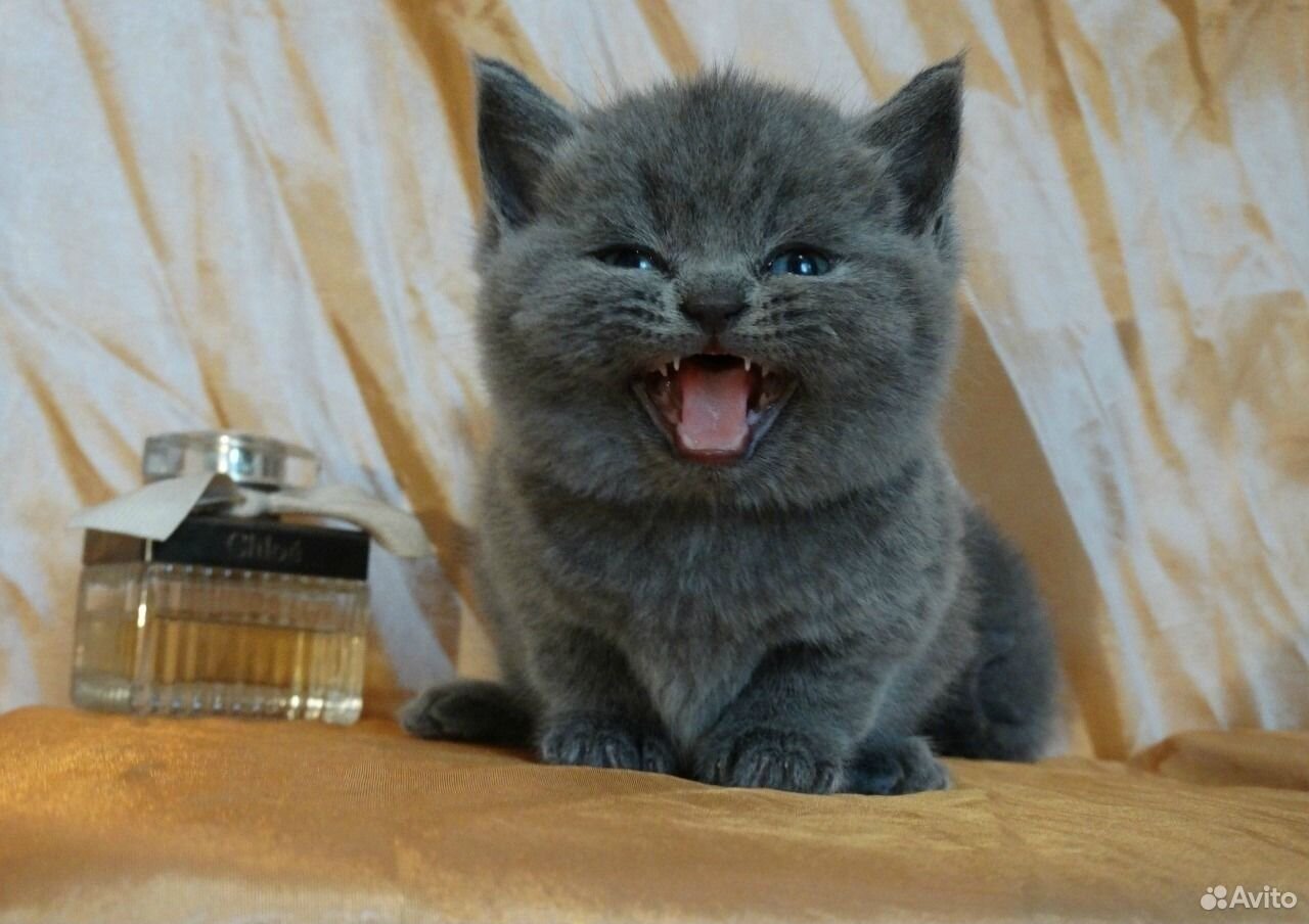 Британские котята