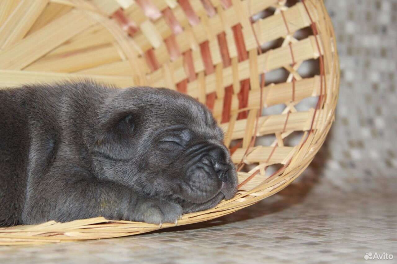 Три серые девочки