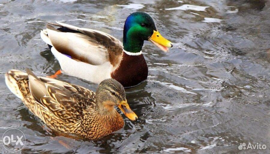 Подсадные Утки