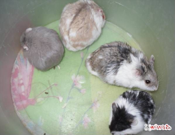 Хомячки джунгарские, кэмпбелла