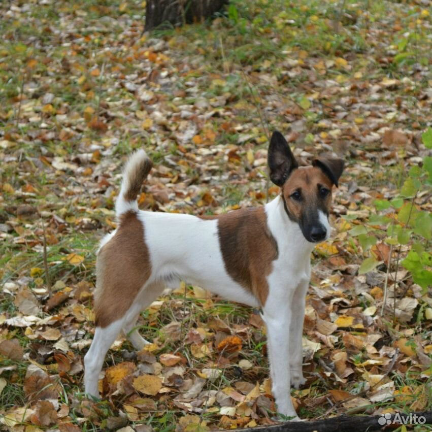 Вязка гладкошерстный фокстерьер