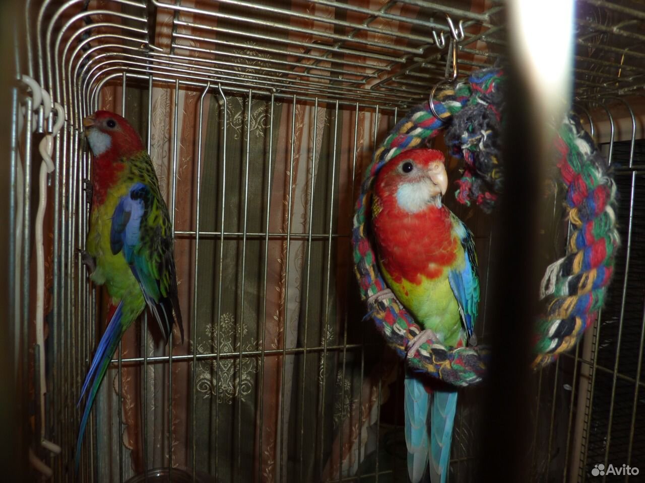 Птенцы розеллы пестрой 2,5 мес