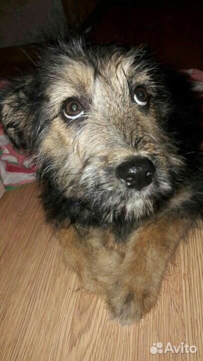 Плюшевый щенок Рекс - вырастет маленького размера