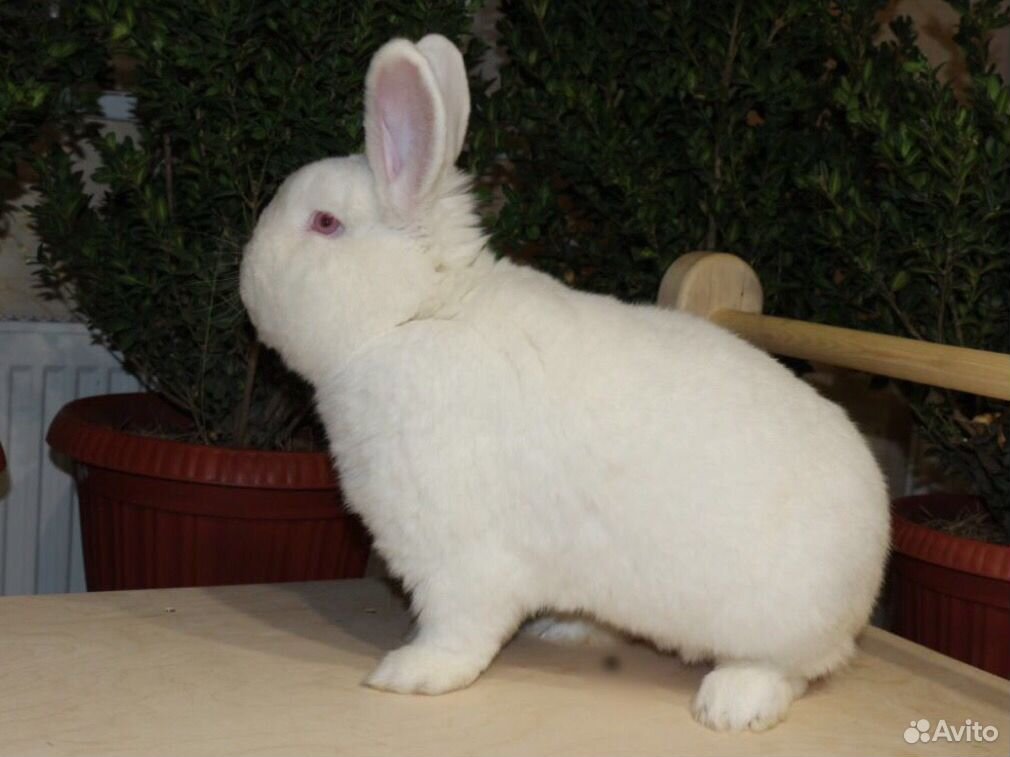 Элитные Кролики Н.З.Б. Очень мордастые Чистокровны