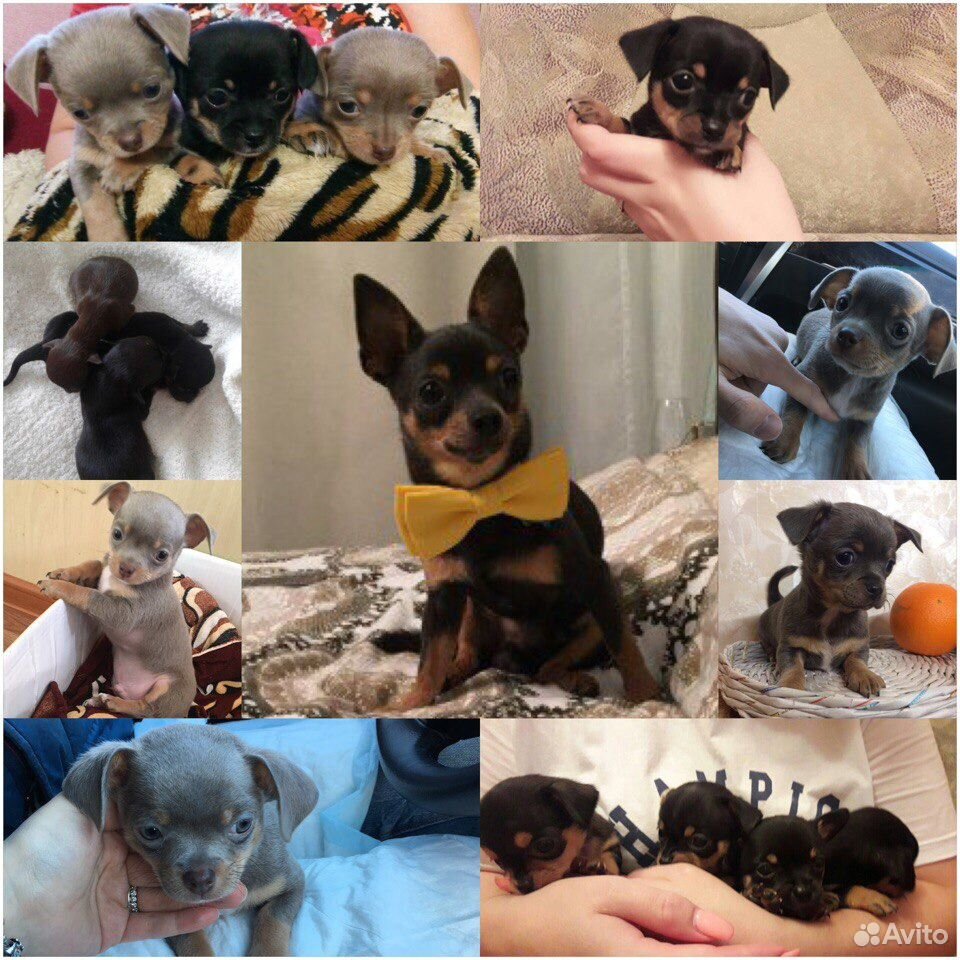 Вязка чихуахуа