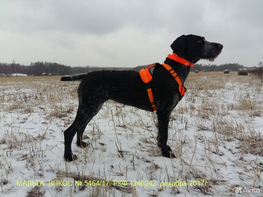 Щенки Дратхаара