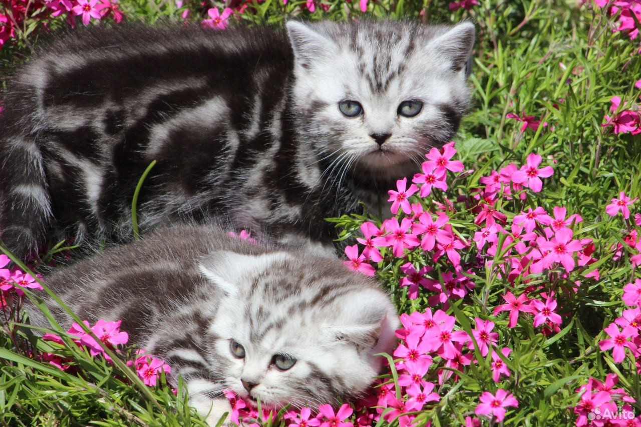 Котик серебристый мраморный
