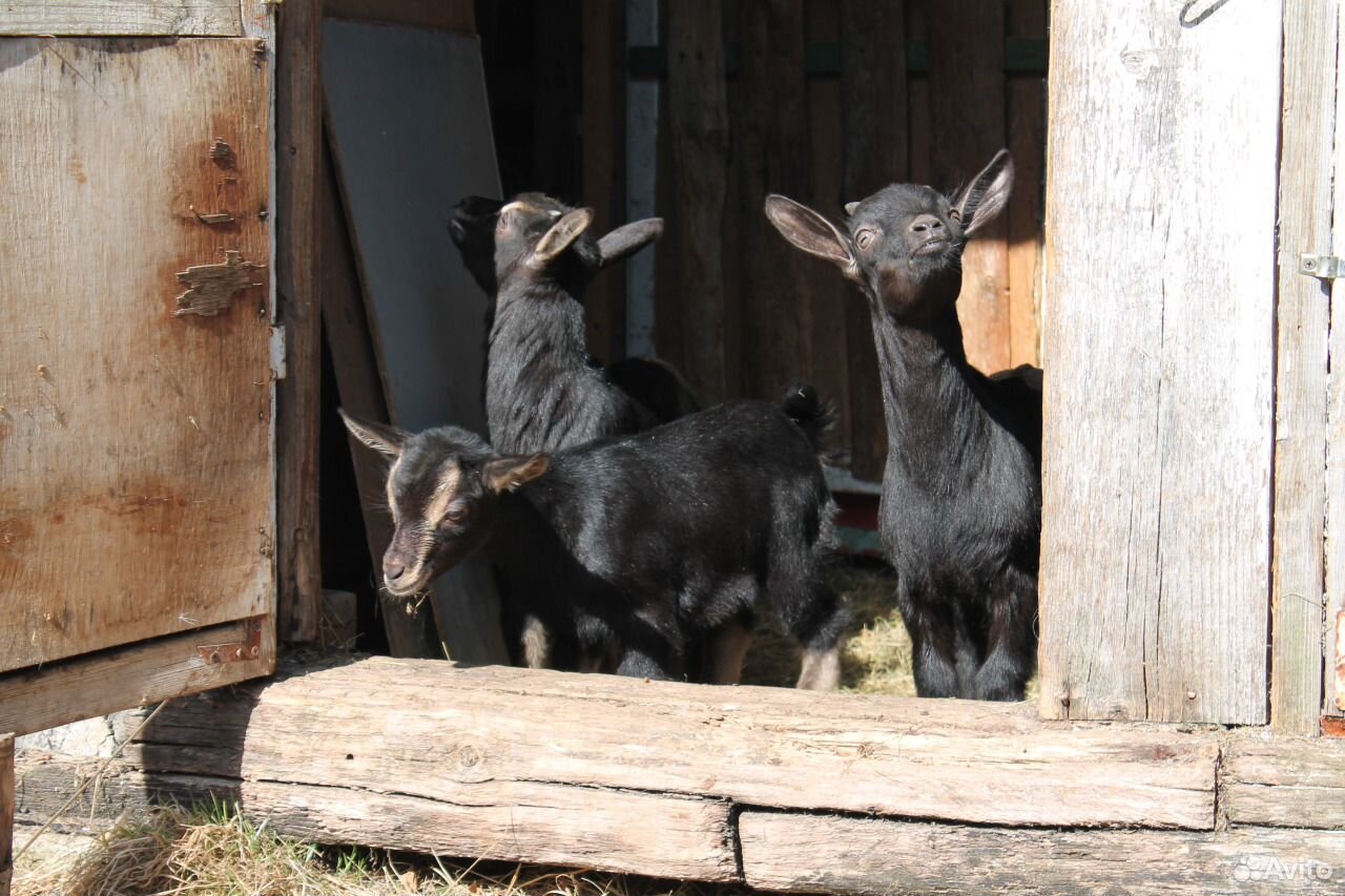 Камерунские козы