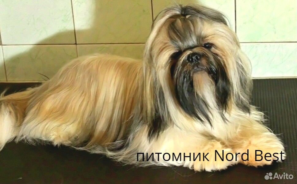 Красавчик ши-тцу