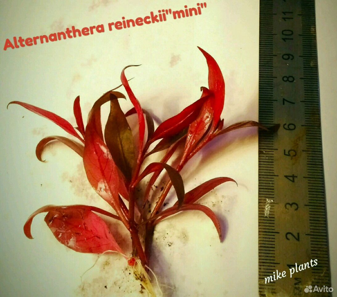 Красные растения