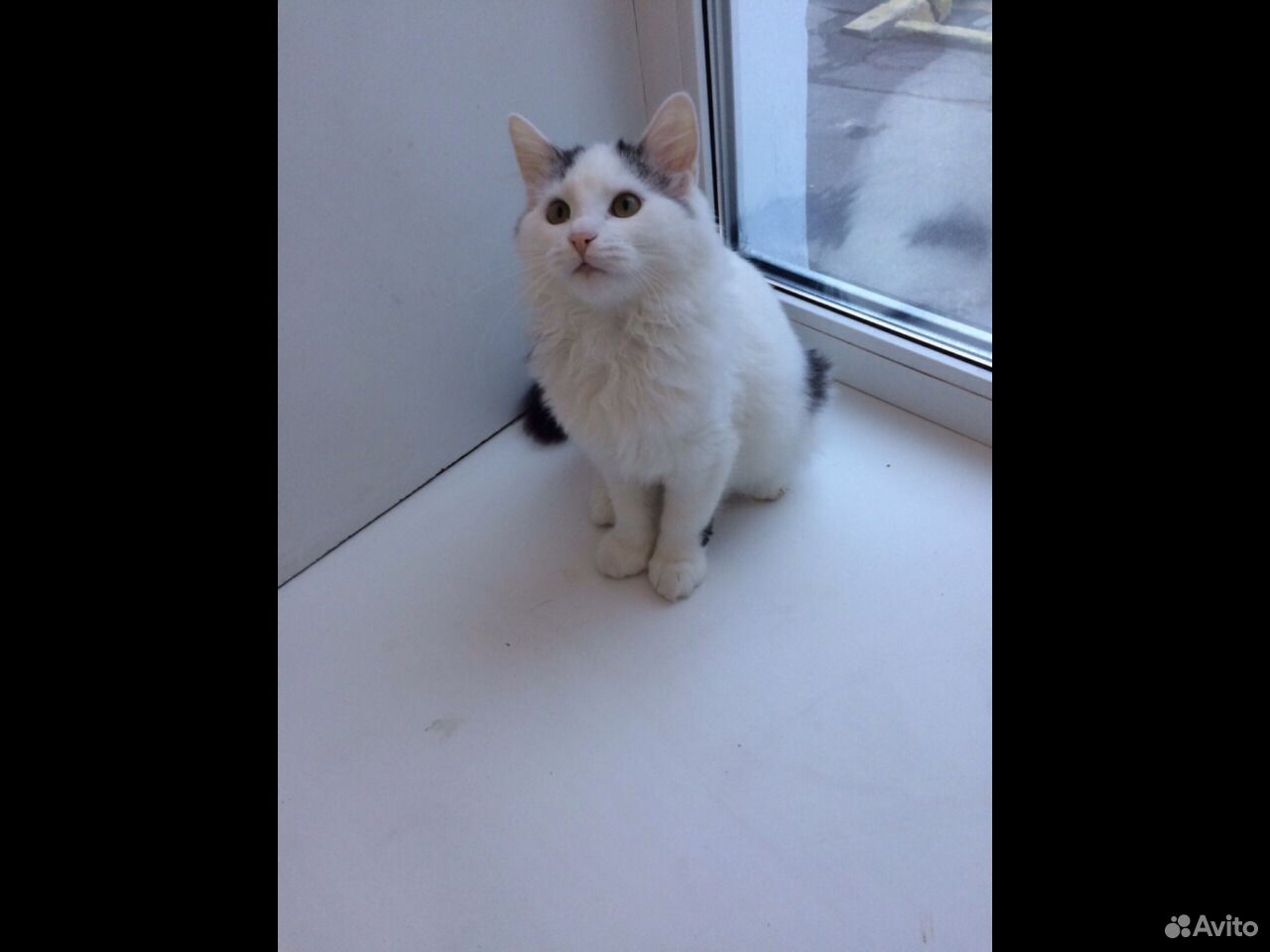 Котёнок - подросток ласковый ищет дом