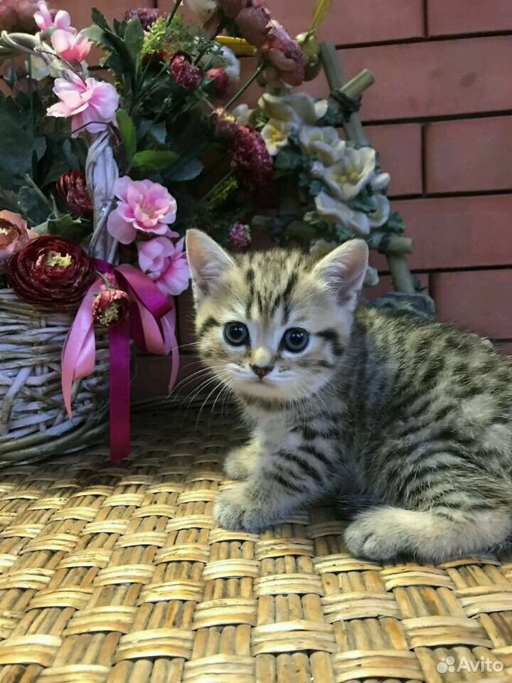 Мини Тигр
