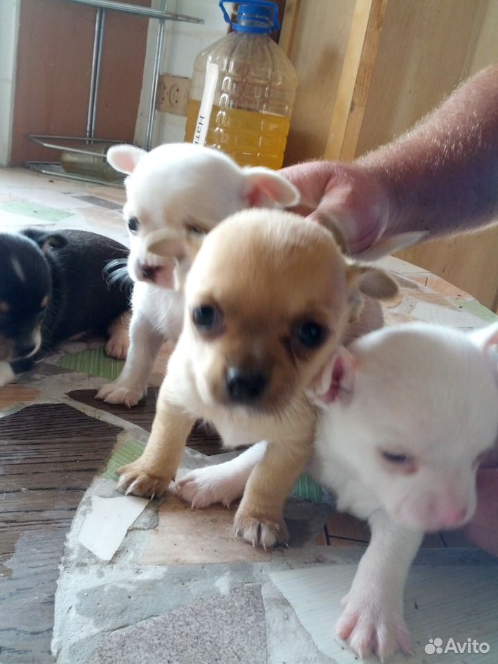 Щенки чихуахуа (бронь)