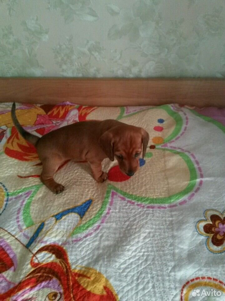 Такса стандарт