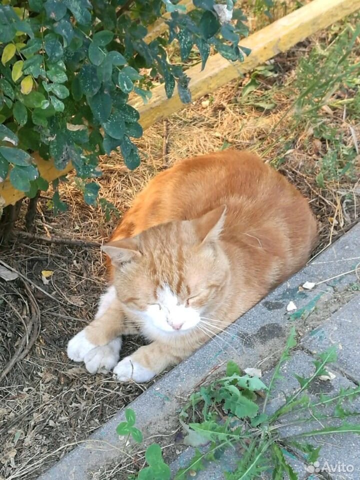 Кот в добрые руки
