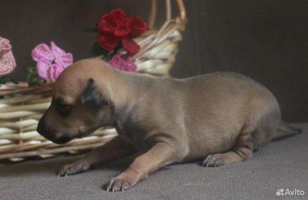 Щенок левретки