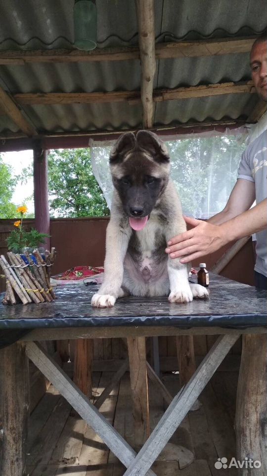 Американская акита мальчики