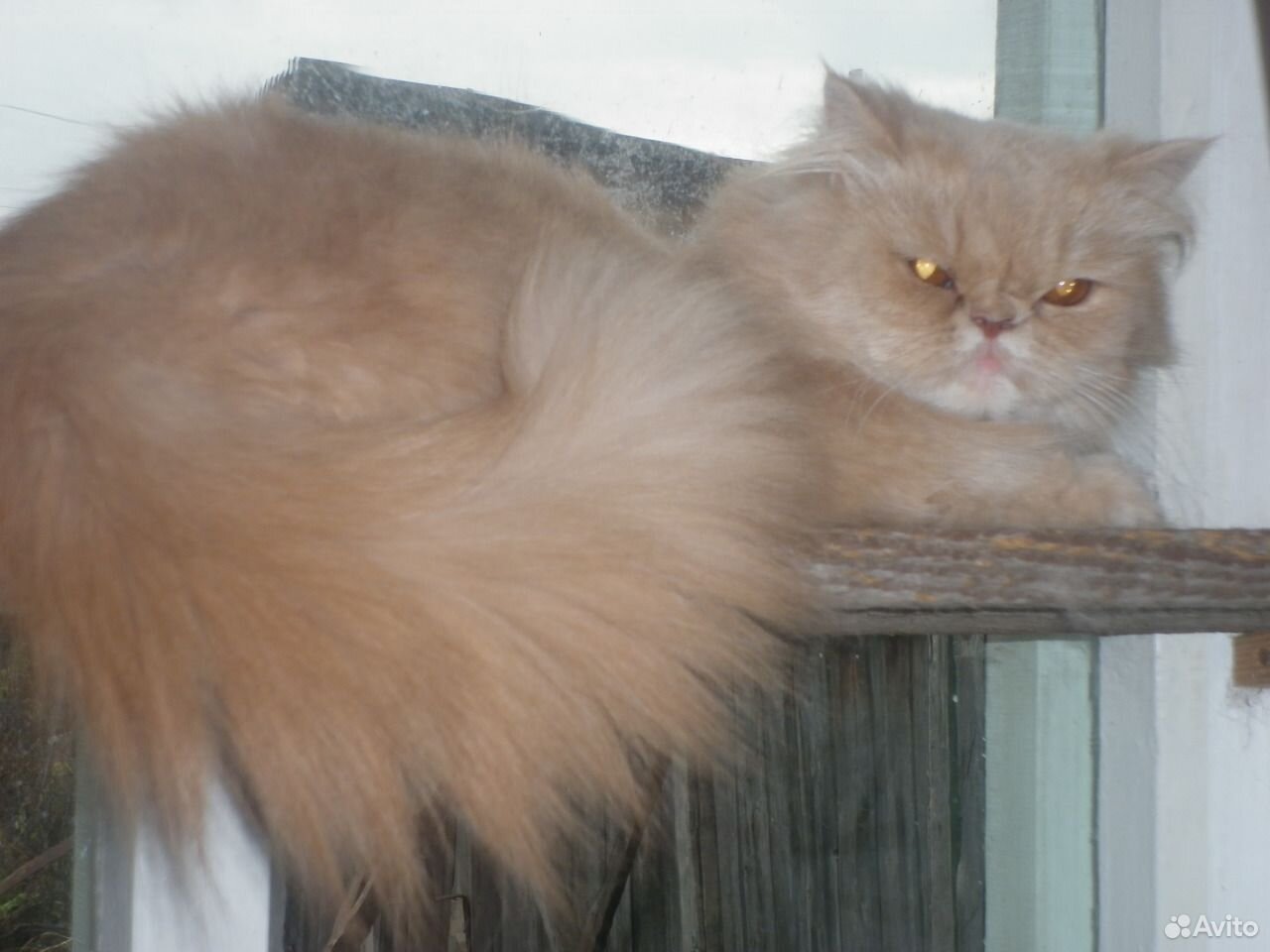 Отдам кошку