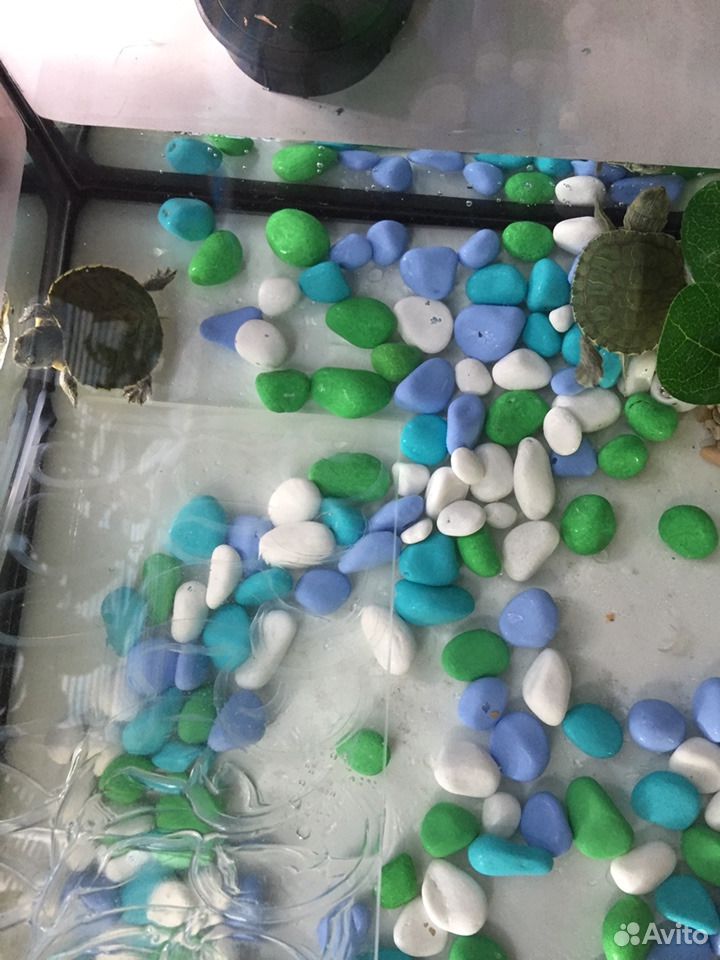 Продам черепашек