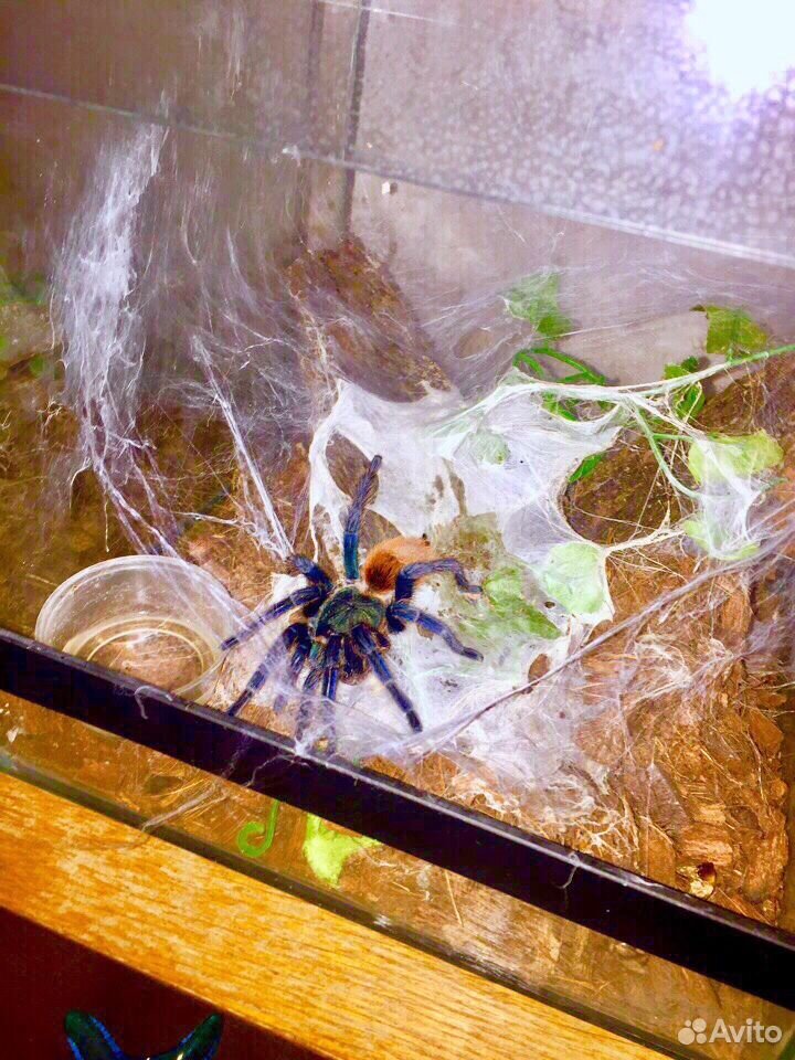 Паук птицеед Chromatopelma cyaneopubescens