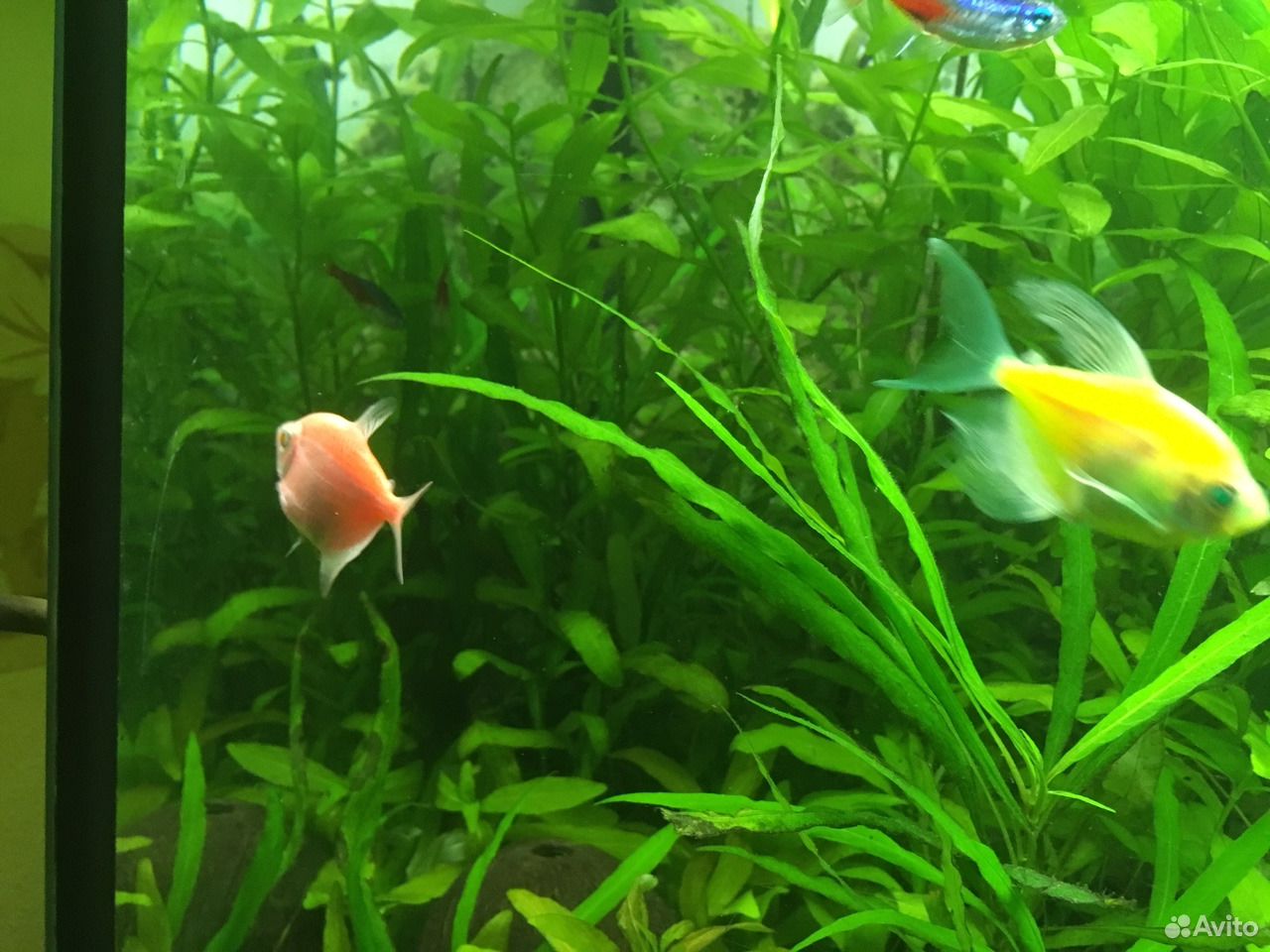 Обменяю рыбу