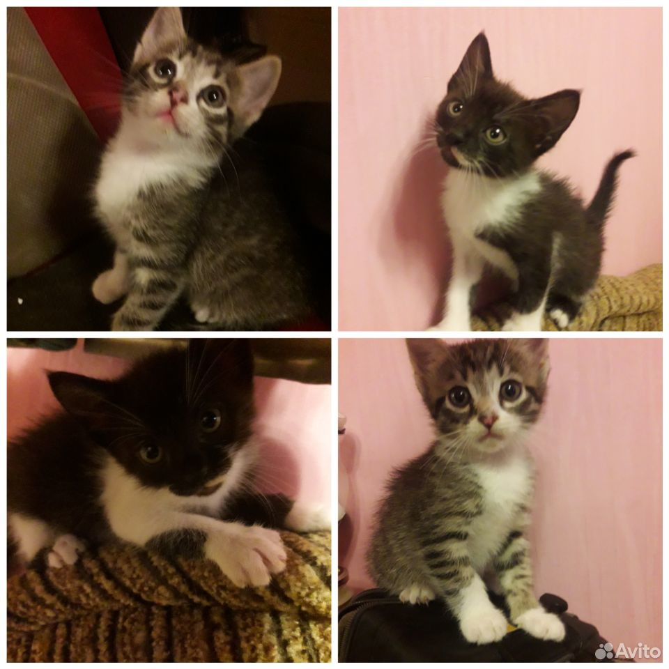 Отдам котят в хорошие руки