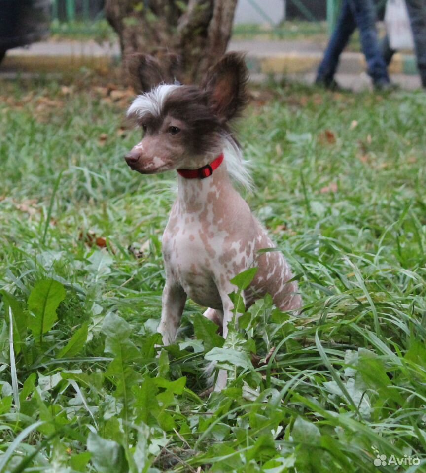 Голый малыш бело-шоколадного окраса