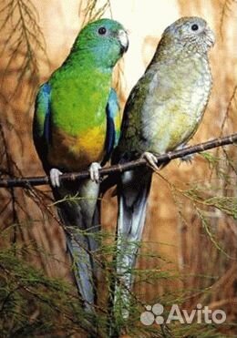 Певчие попугаи