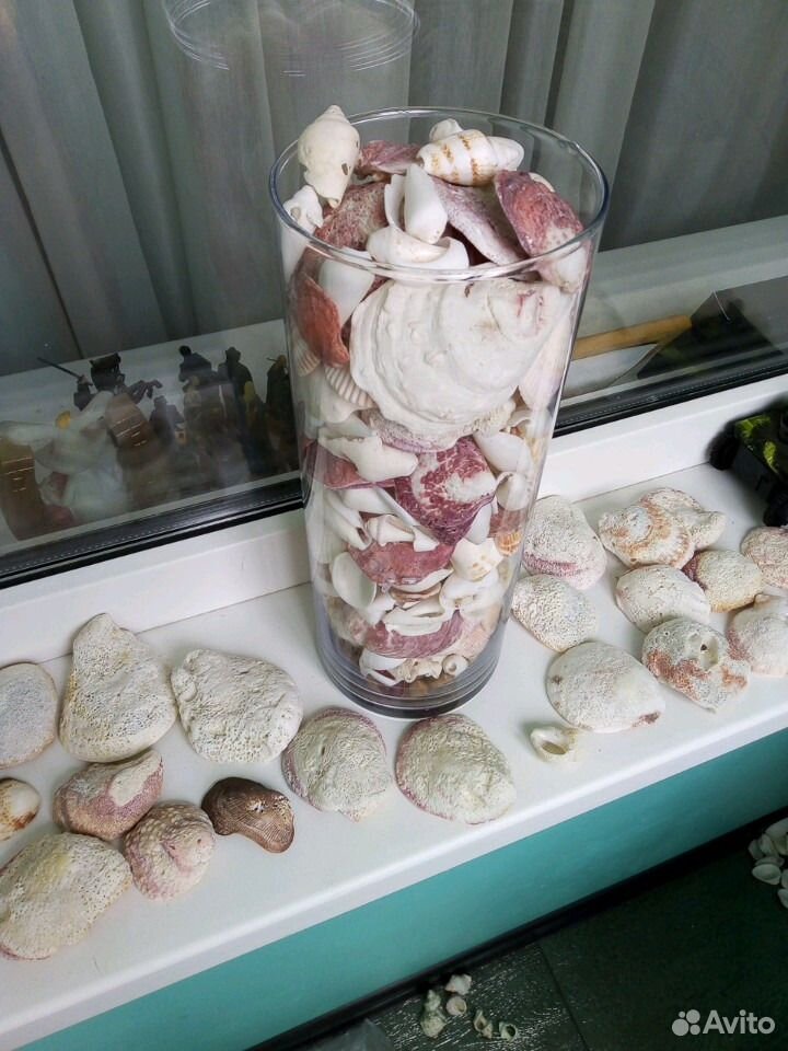Ракушки Средиземноморские и аравийские