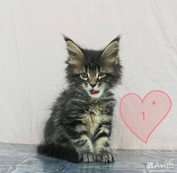 Самые кистястые котята