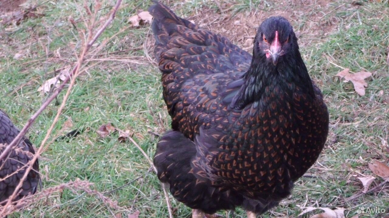Продам кур