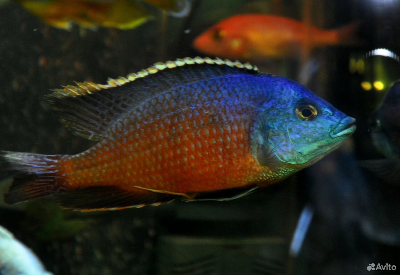 Цихлиды озера Ньяса