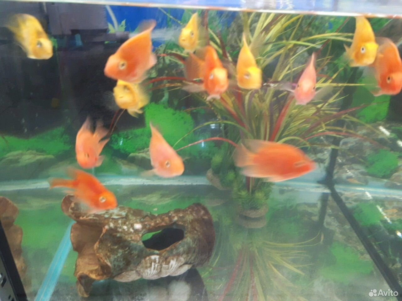 Рыба цихлиды