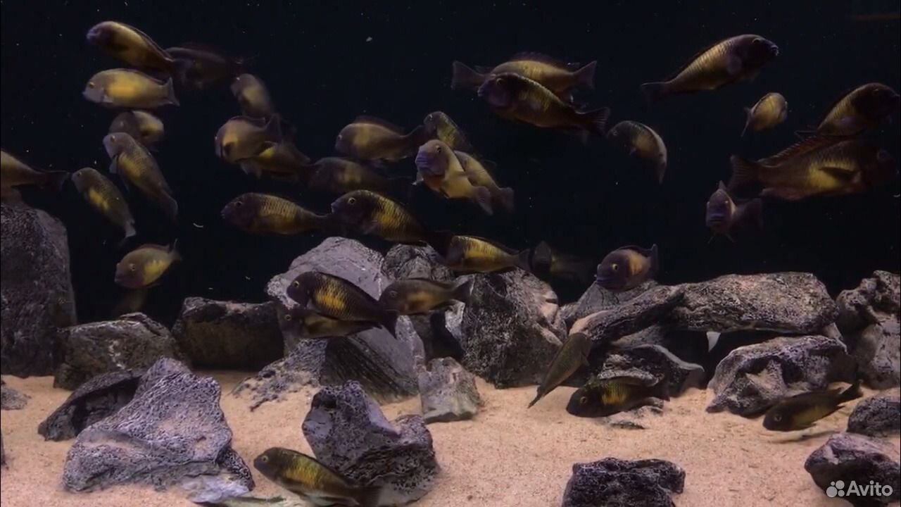 Трофеусы касакалаве