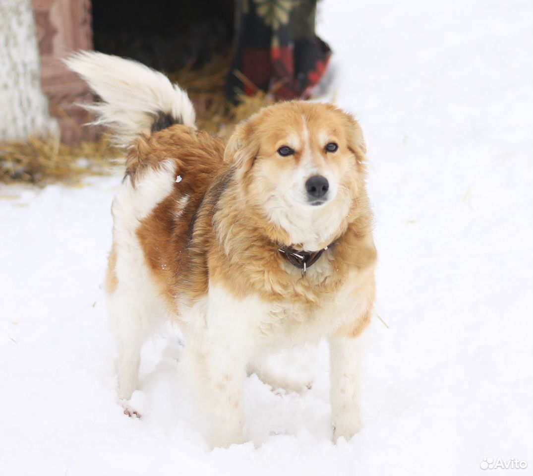 Забава- солнышко в ваш дом