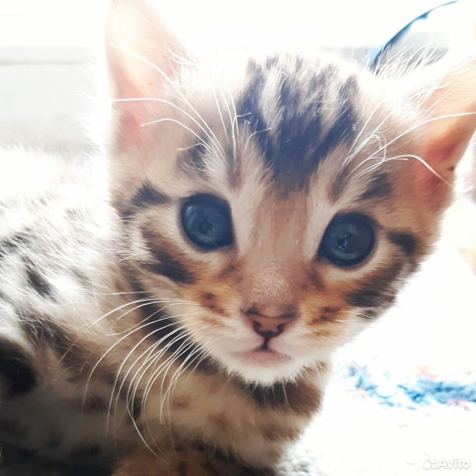 Милые котята бенгальской породы