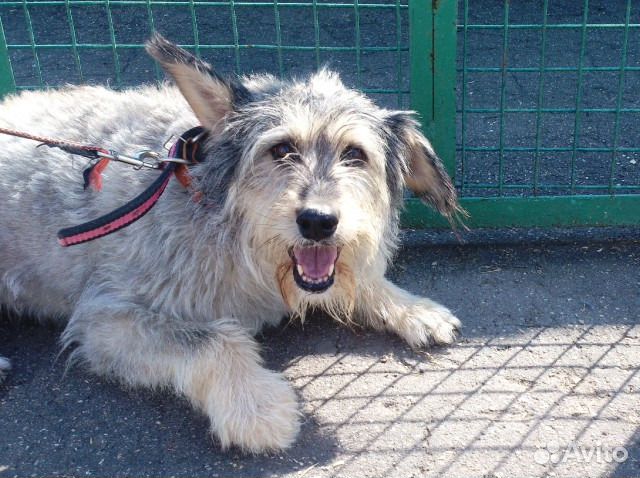 Ухоплан Дейзи в добрые руки, в дар