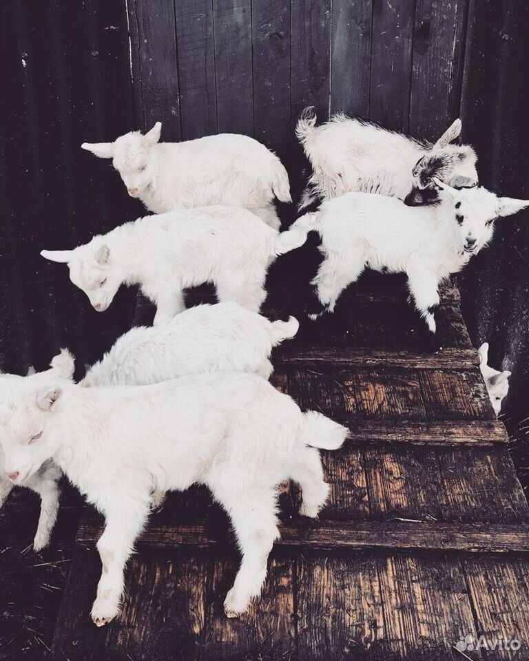 Козлята