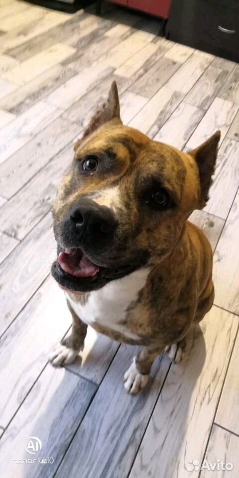 Стаффорд для вязки. Без документов