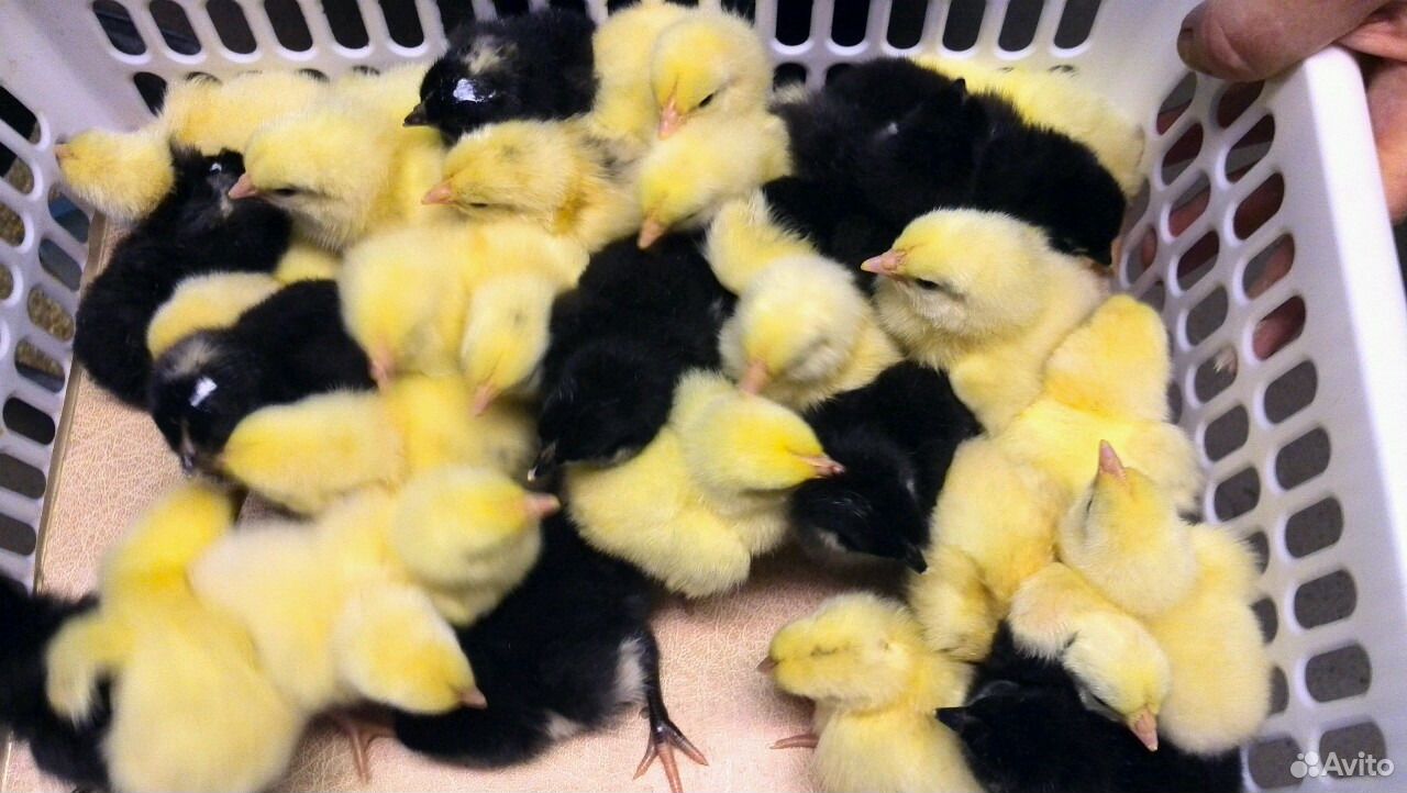 Яйцо инкубационное, цыплята мясояичных пород