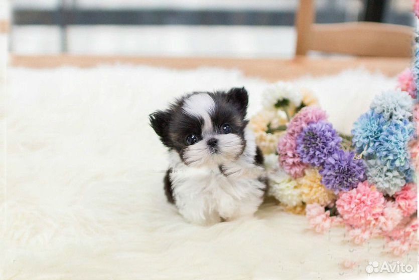 Блистательная пупс Джесс