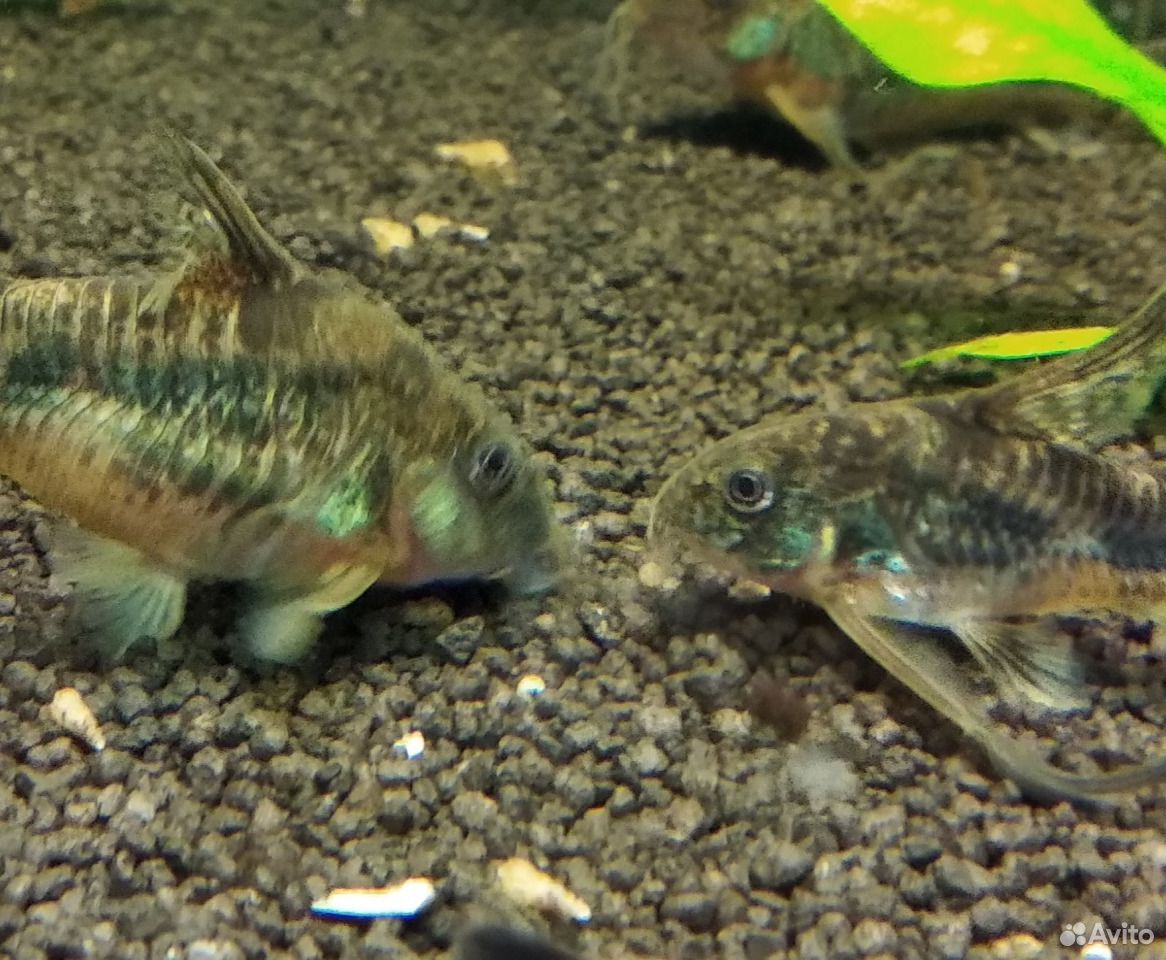 Щётка и Обмен сомов