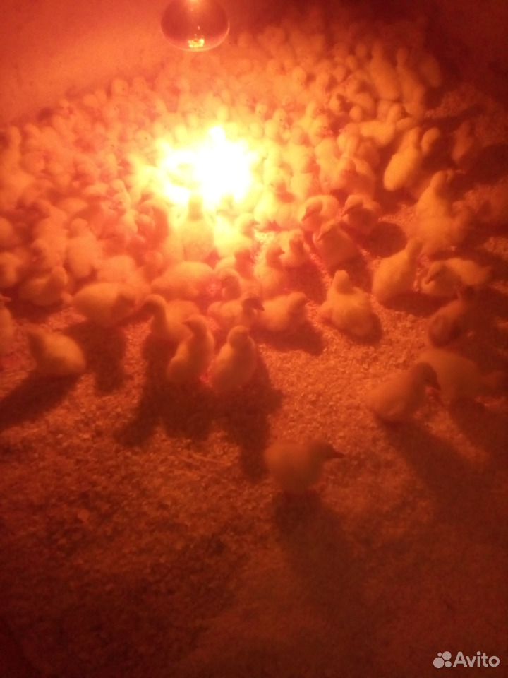 Гусята Линда