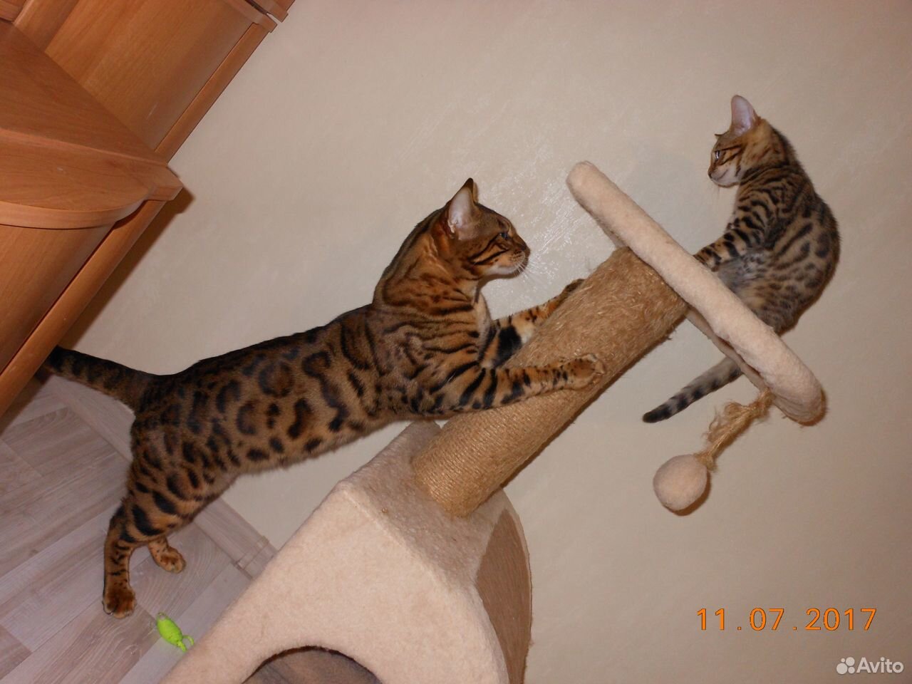 Вязка с крупным бенгалом