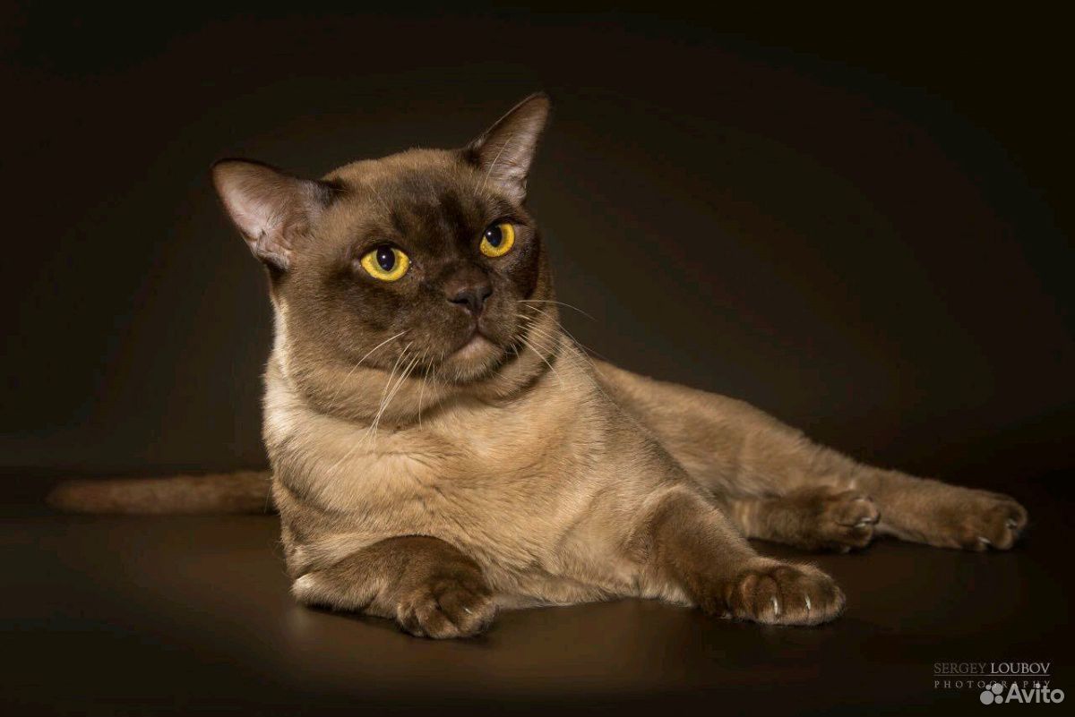 Вязка. Бурма Европейская